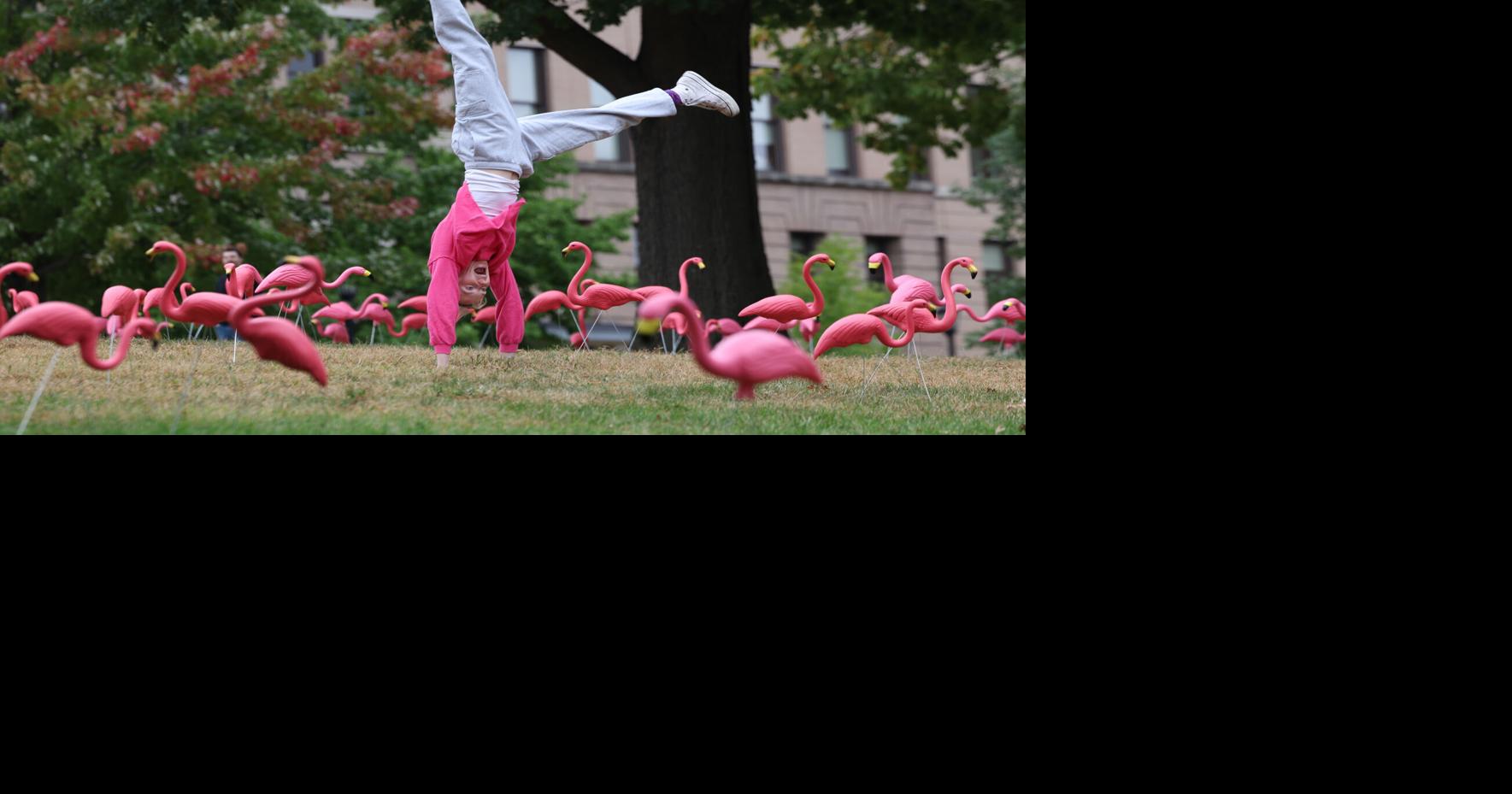 Photo of the day: Flamingos on Bascom Hill