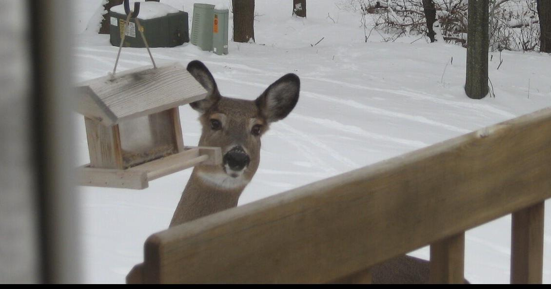 Deer were unneighborly on Madison's West Side in 1989
