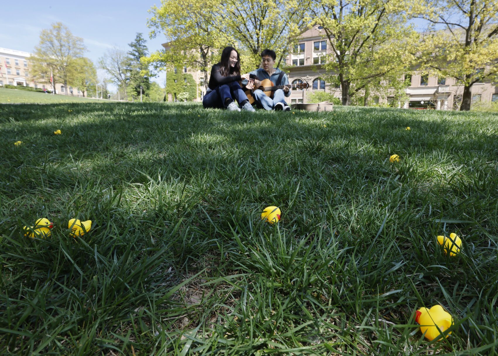 Rubber ducks on Bascom Hill at UW-Madison