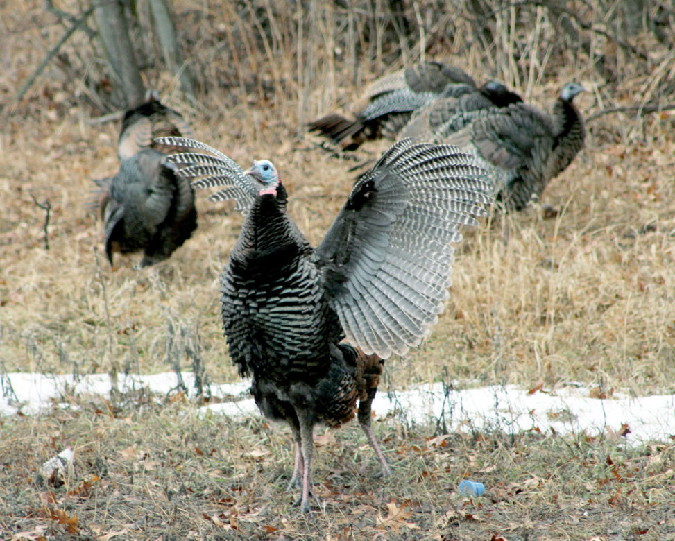 Turkey takes shine to car; owner wants to give the bird to police