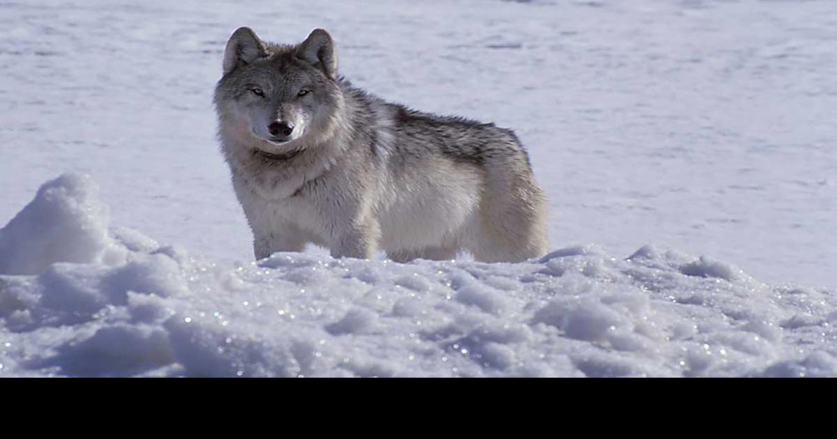 DNR wants feedback on proposed wolf management plan for Wisconsin