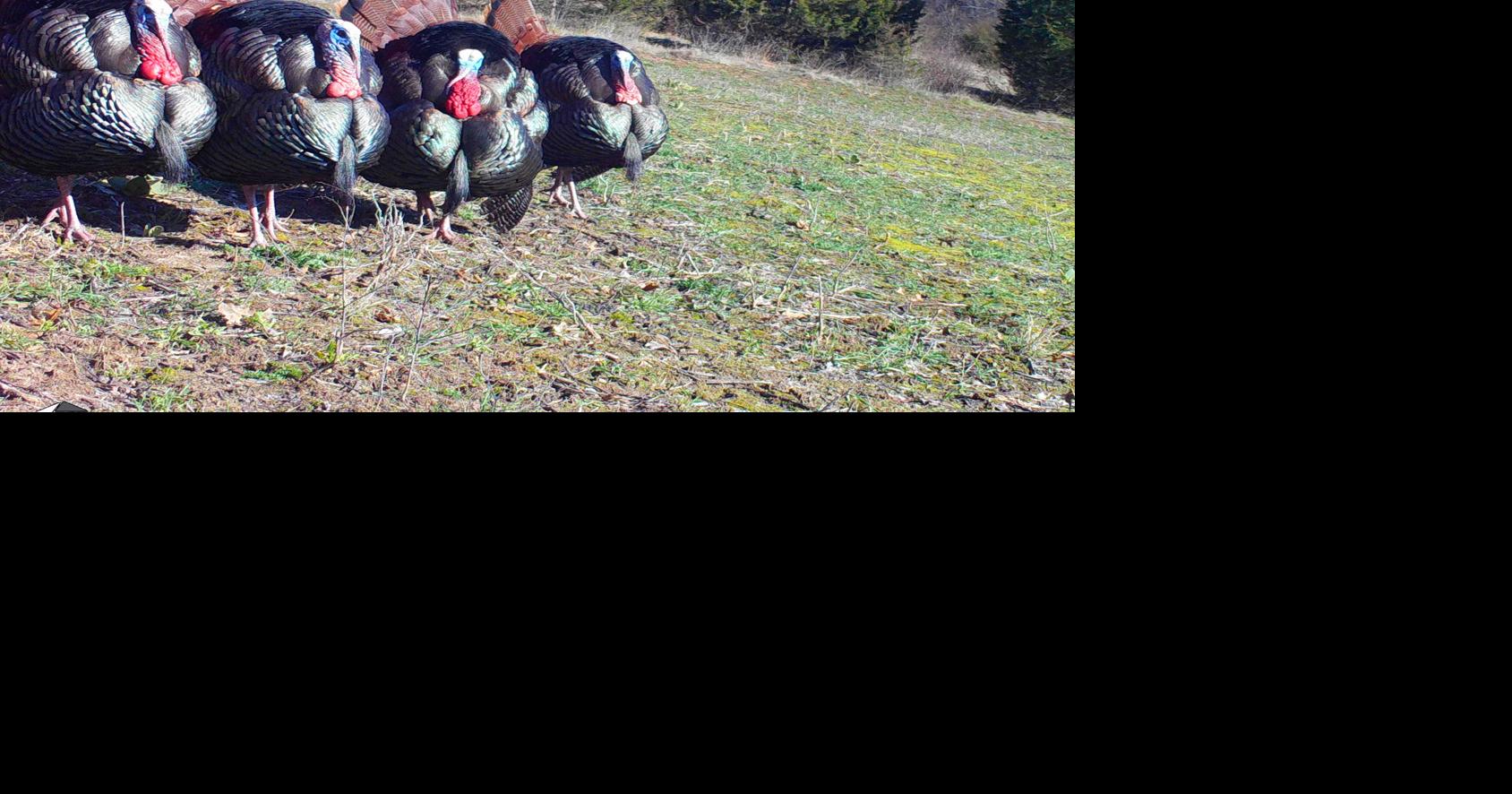 Patrick Durkin: Though Wisconsin hunters took fewer turkeys this spring ...