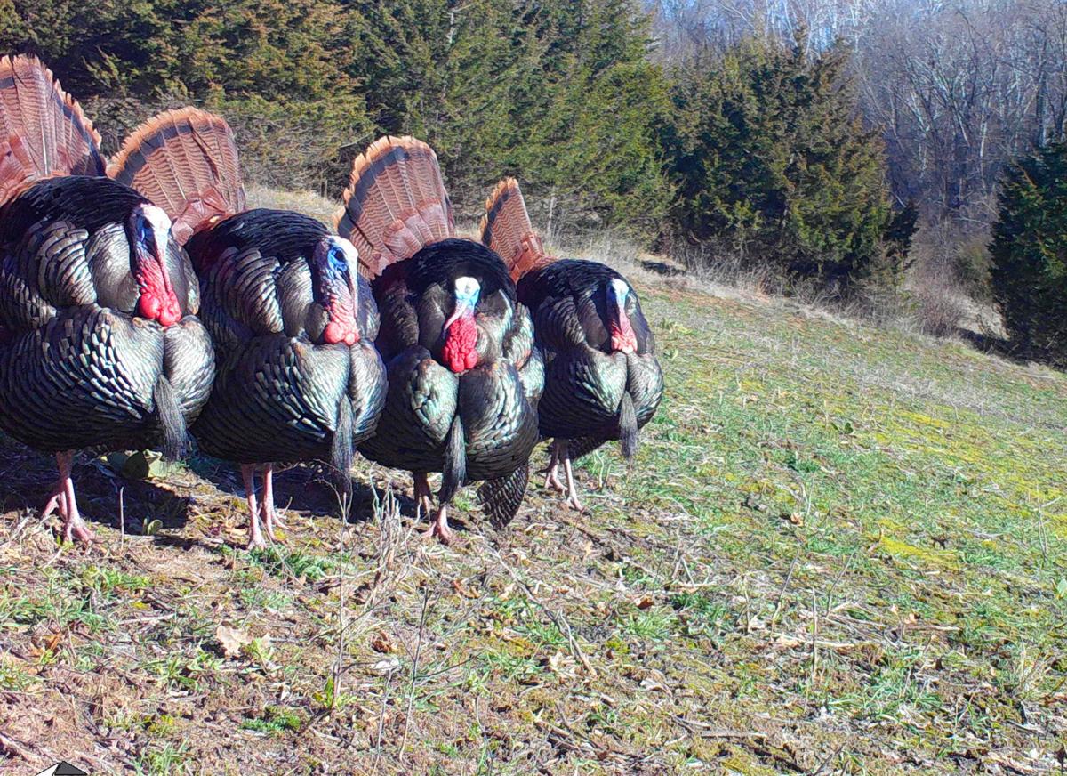 Patrick Durkin: Though Wisconsin hunters took fewer turkeys this spring ...