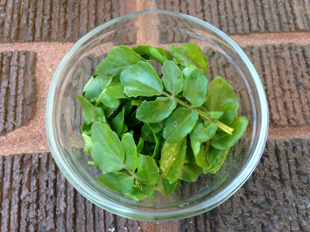 In Season | Watercress