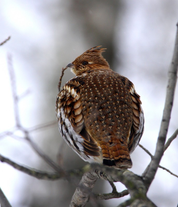 Outdoors: Ruffed grouse rare sight in southern Wisconsin | Outdoors ...
