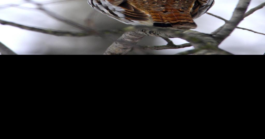 Outdoors: Ruffed grouse rare sight in southern Wisconsin