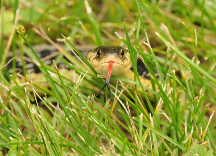 Patrick Durkin: Who frets about Wisconsin's garter snake?