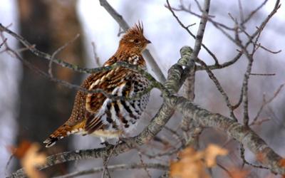 Outdoors: Wisconsin turkey, ruffed grouse seasons set to open