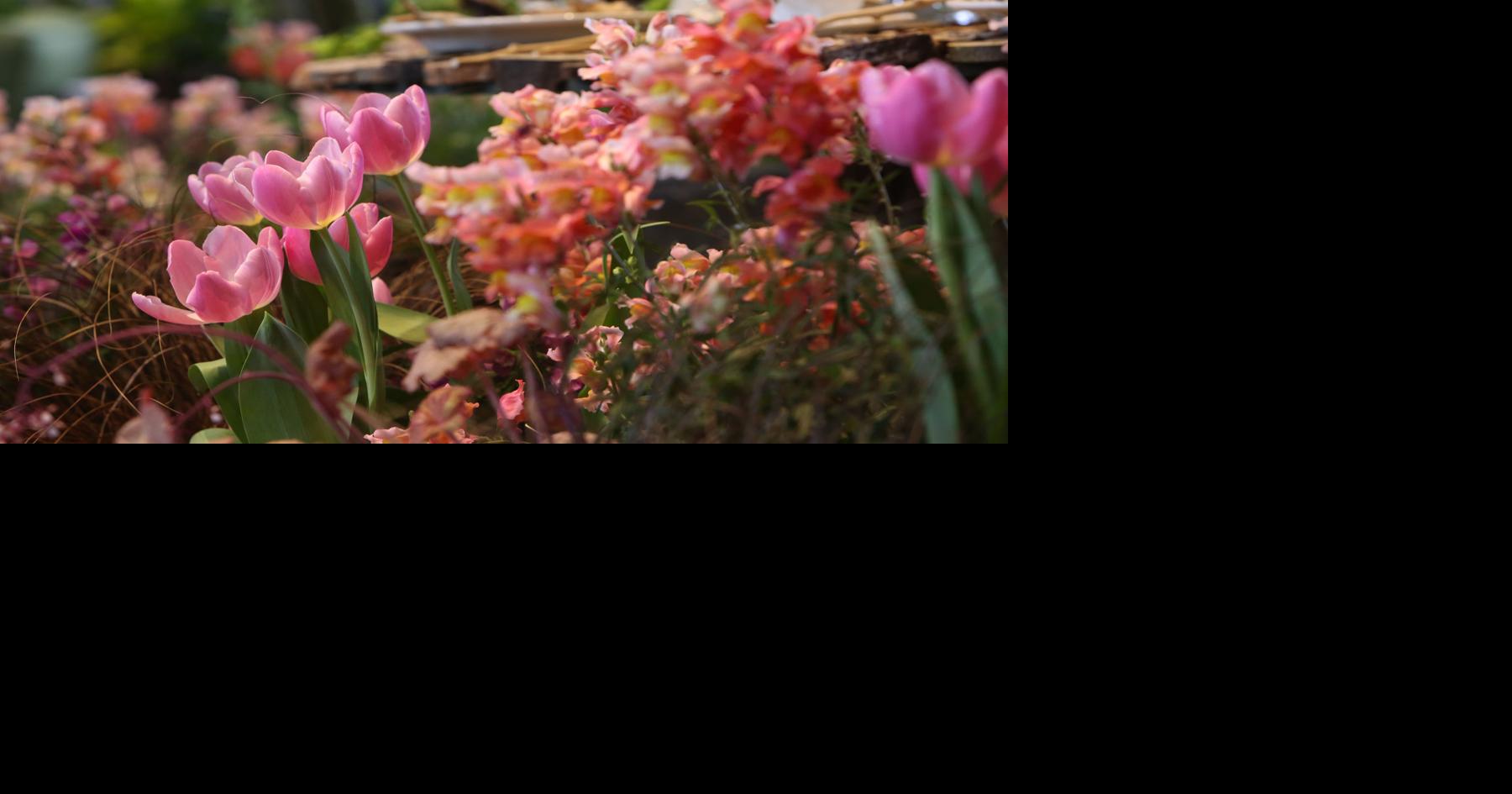 Photos: Spring Flower Show at Olbrich Botanical Gardens