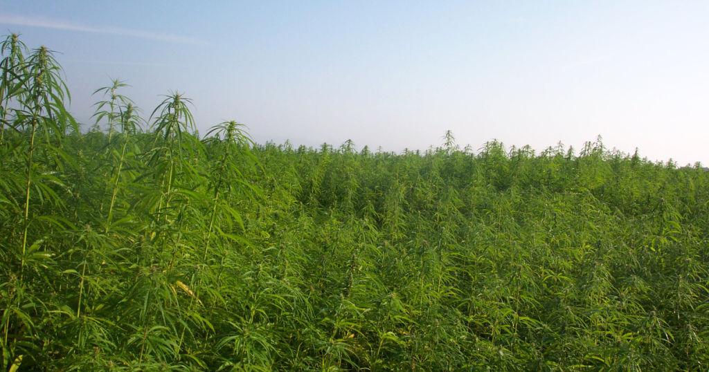 Northwest Wisconsin Chippewa tribe plans to grow hemp to turn into medicine