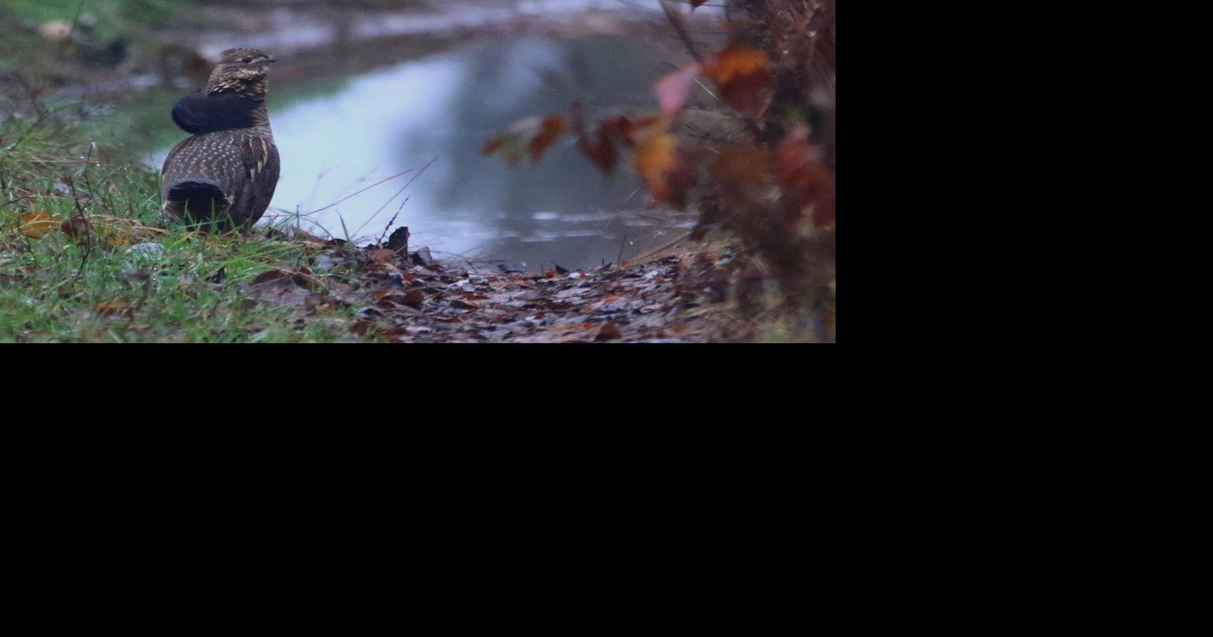 Jerry Davis: Annual autumn ruffed grouse hunt revealing