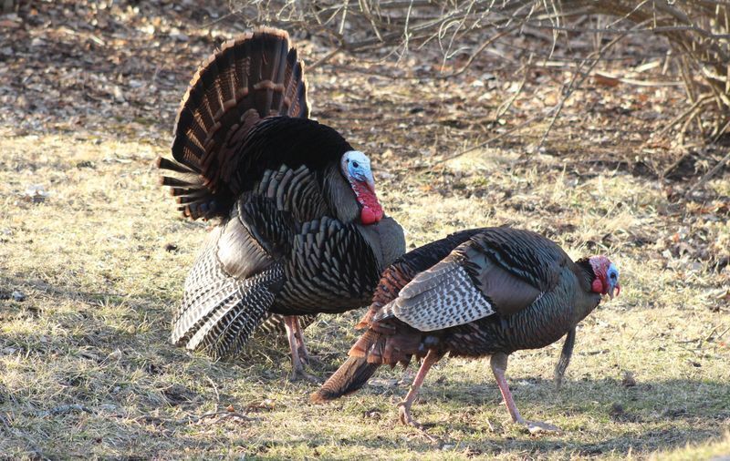 3-year-old involved in Wisconsin turkey hunt shooting that injured 7 ...