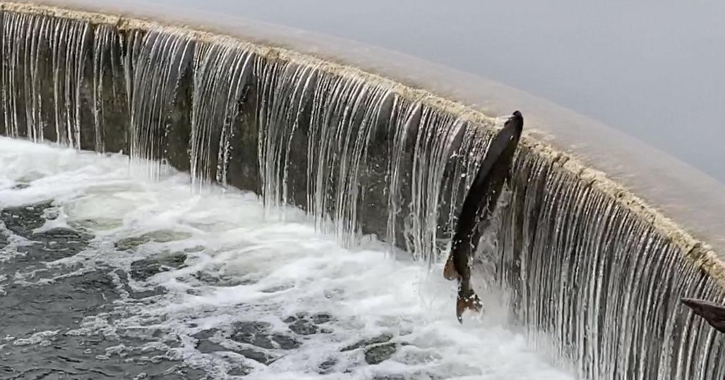 The muskie are back at the Lake Wingra dam and, yes, they like to jump