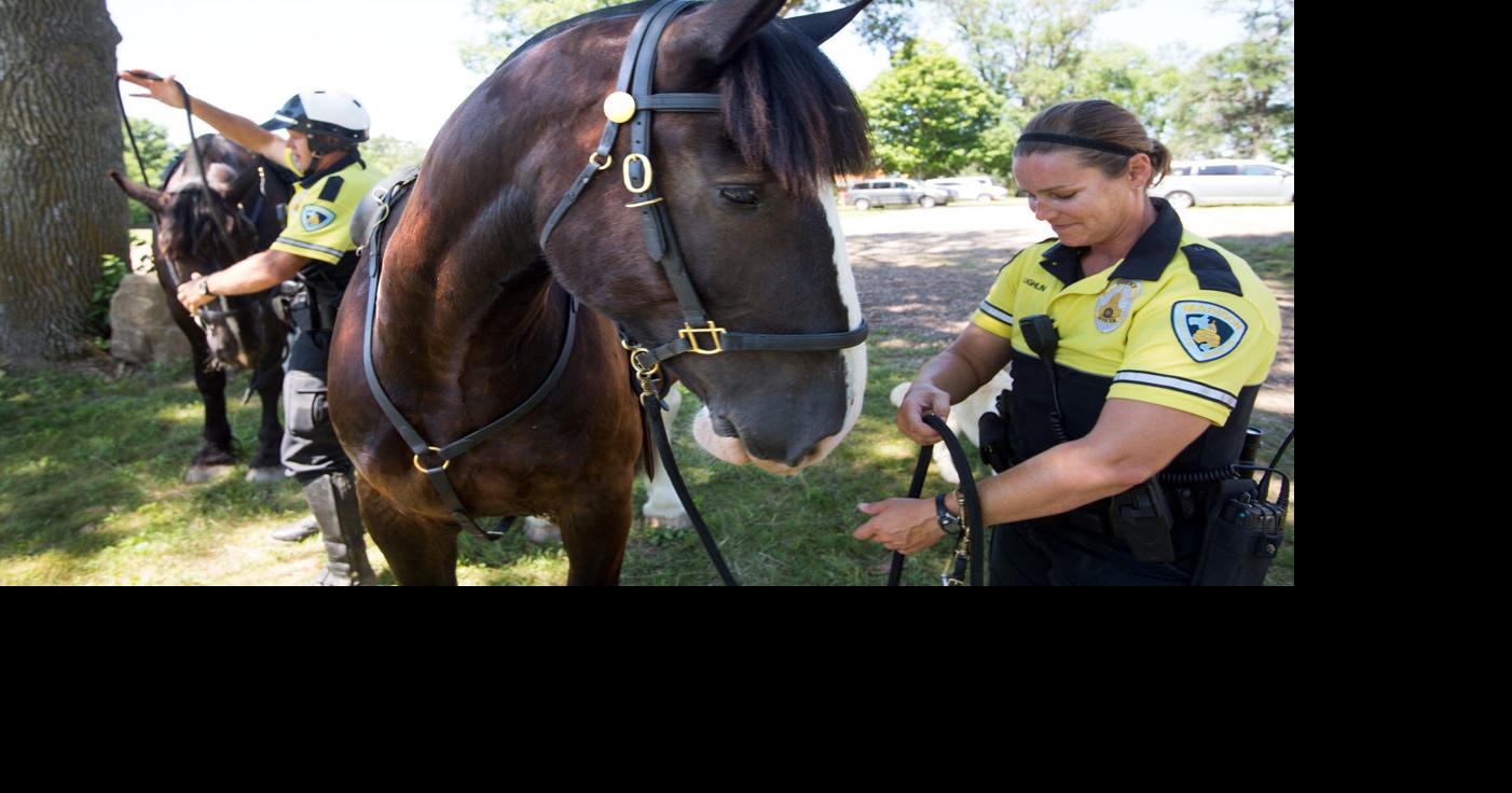 Photos: Madison police's new mounted patrol horse