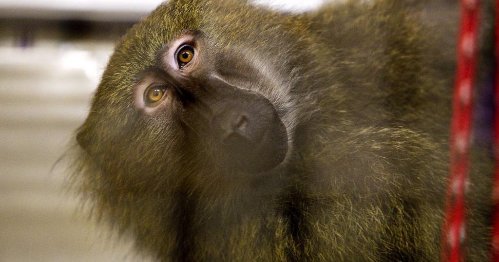 Humane Society seizes baboon kept in Madison man's basement