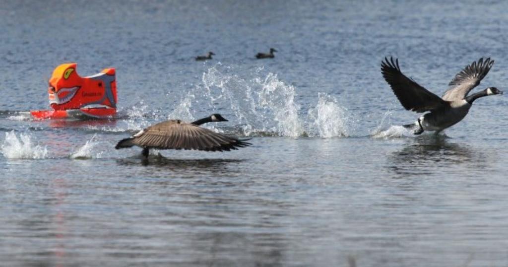 Orange drone called GoosInator is Madison's new weapon in fowl fight