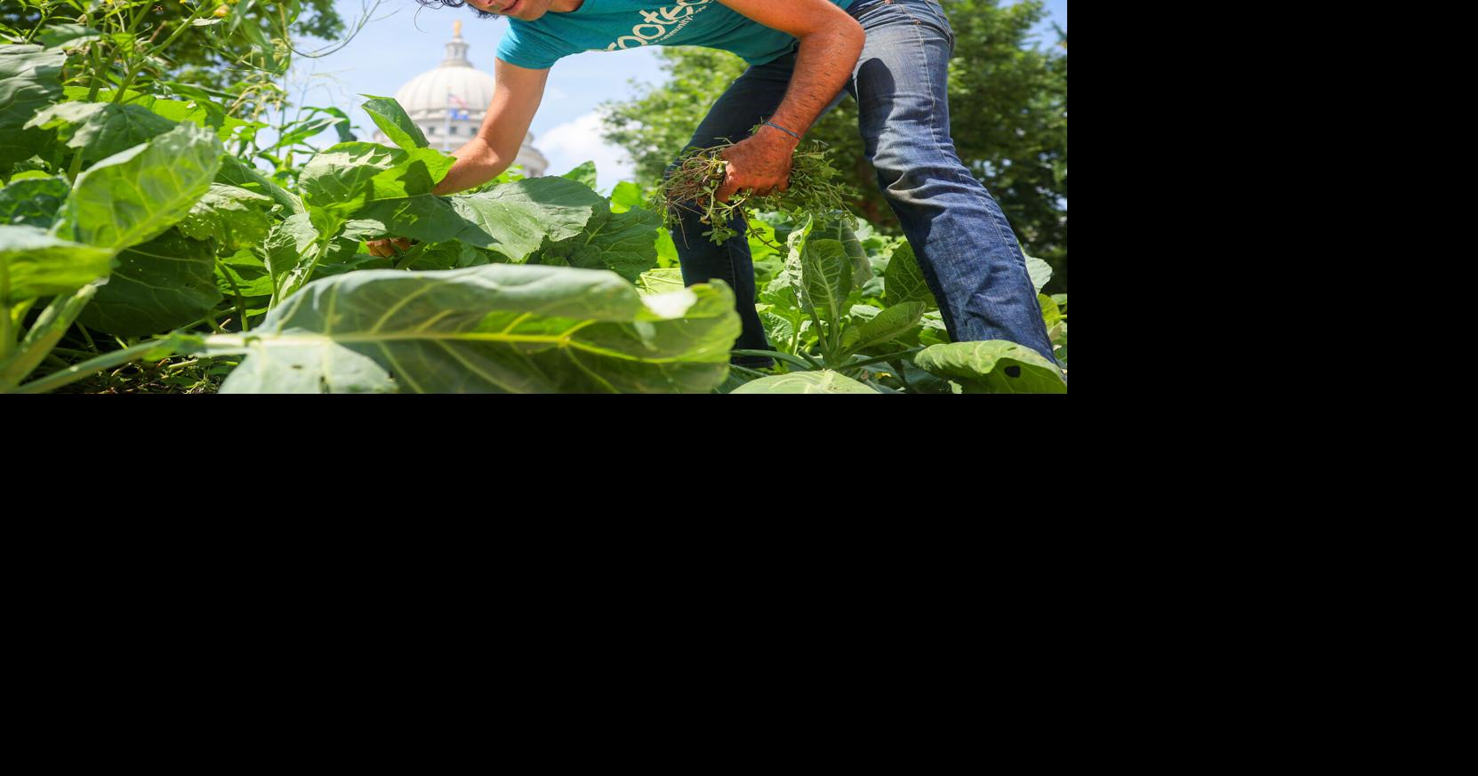 Can you pick the veggies growing on Capitol Square?