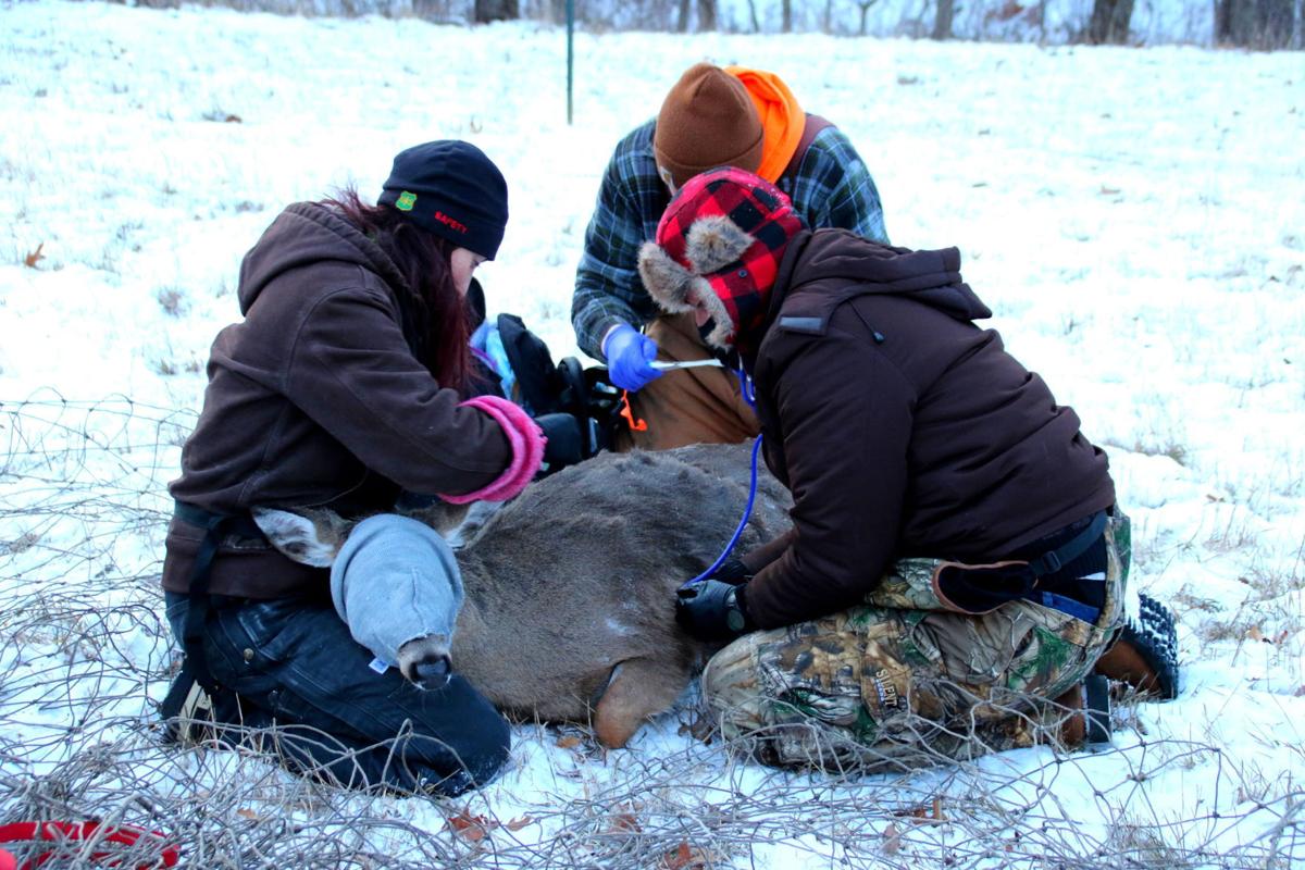 Jerry Davis: Deer predator study enters second year of capturing adults
