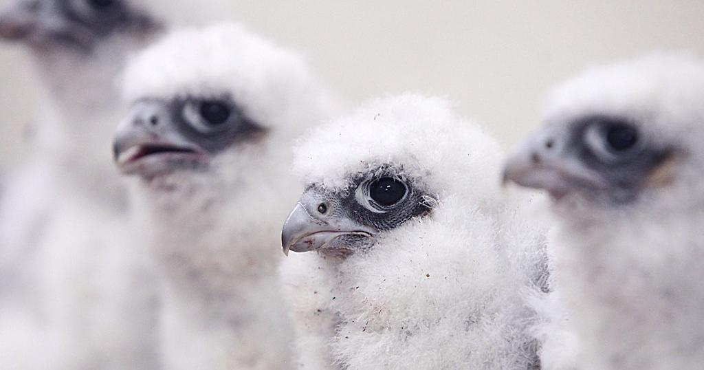 Local peregrine falcons leave nest atop MGE plant