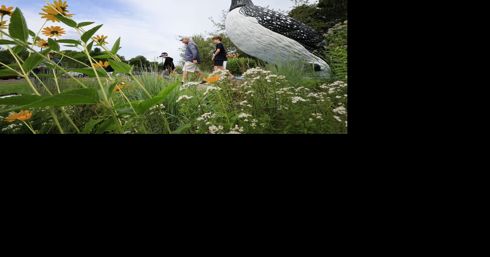 Photos: Loons and Loon Day in Mercer