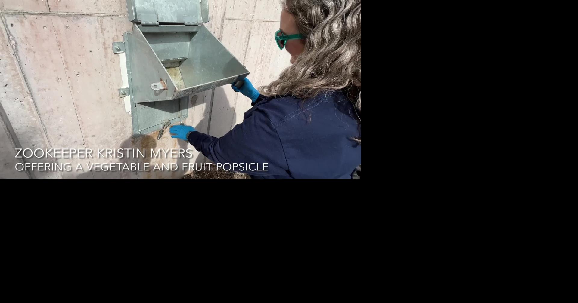 The importance of polar bears at zoos