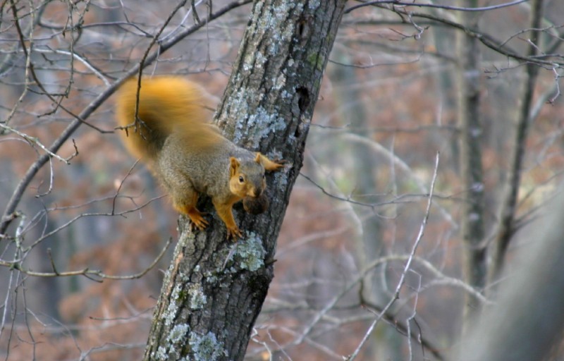 Davis: Squirrel season gives one man thrill | Outdoors | madison.com