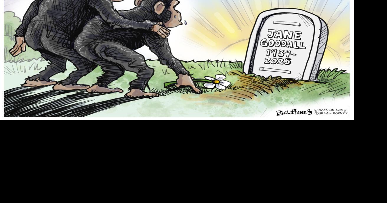 Chimpanzees mourn Jane Goodall in Phil Hands’ cartoon