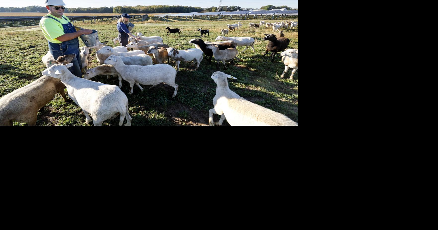 Madison Gas and Electric adds sheep to Fitchburg solar farm