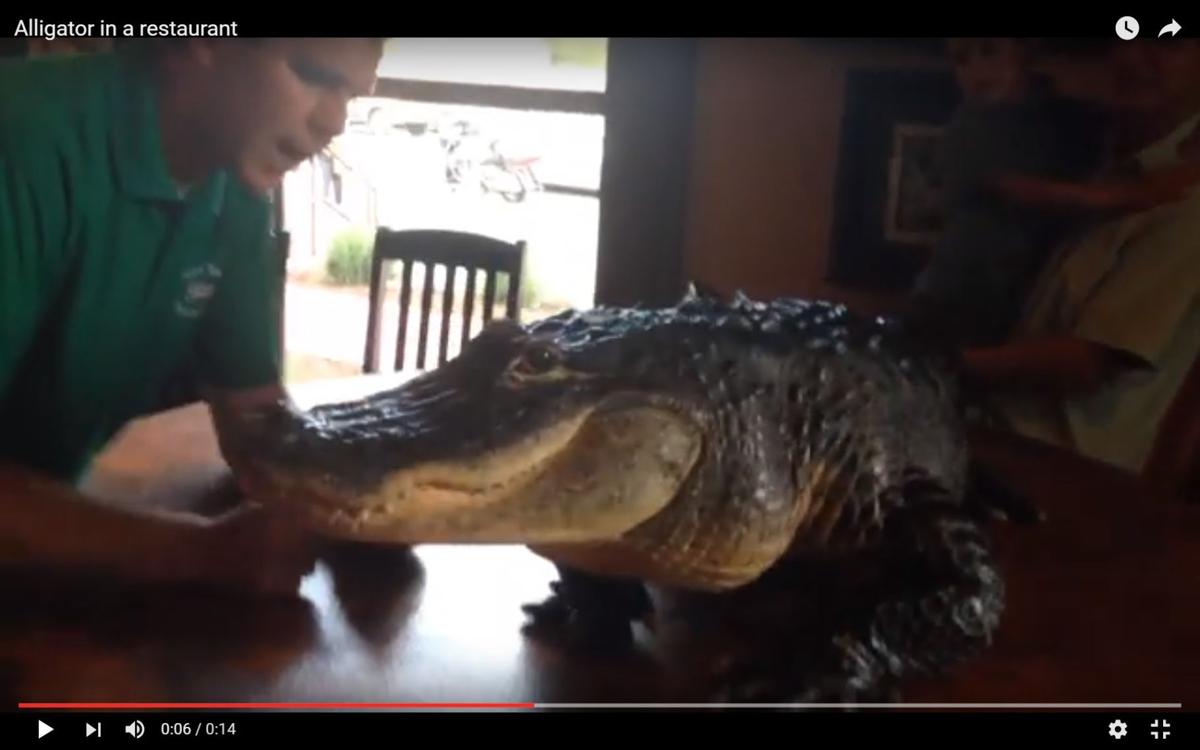 Later 'gater — local restaurant's scaly guests draw visit from health ...