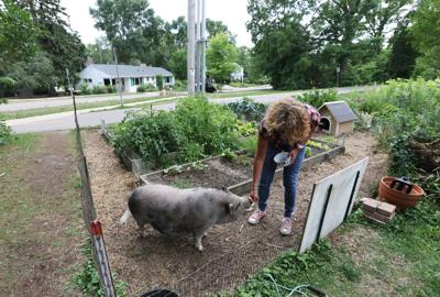 Root for Rudi the pig -- and a faster Madison City Council