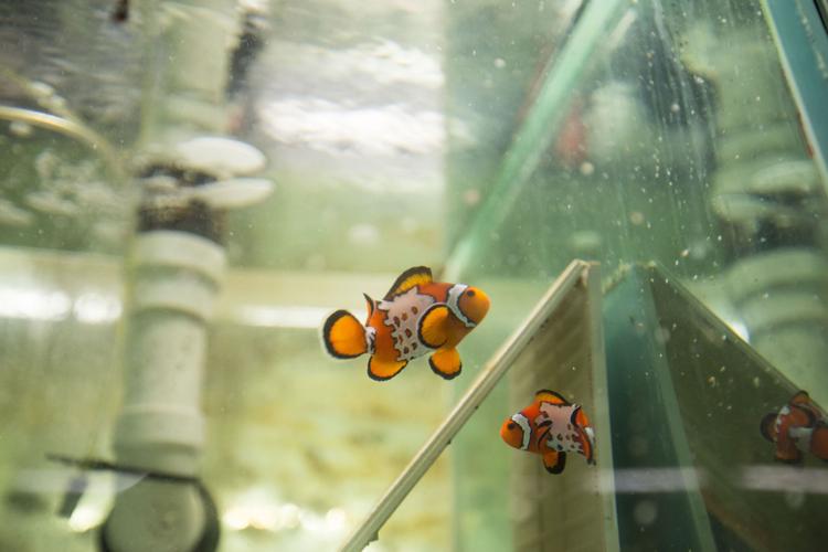 'Designer clownfish' that sell for thousands are this Madison company's ...