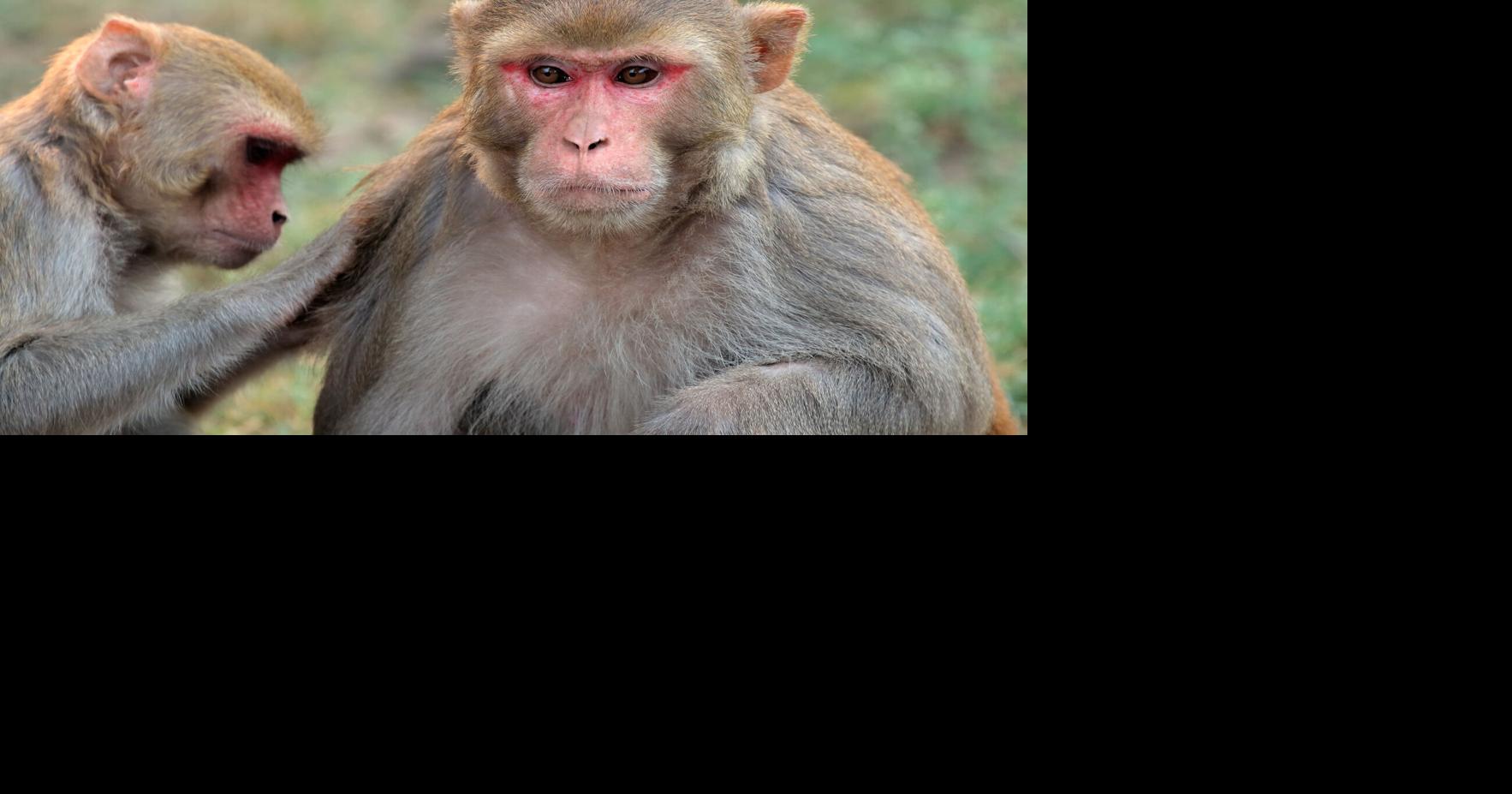 Labcorp fined after animal research violations in Madison