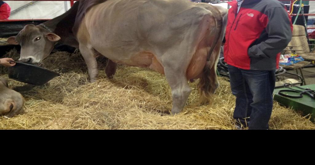 Udder beauty: Madison man's cow vying to be top bovine at Dairy Expo