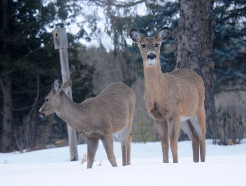 Patrick Durkin: Georgia professor unloads on USDA's new CWD ...