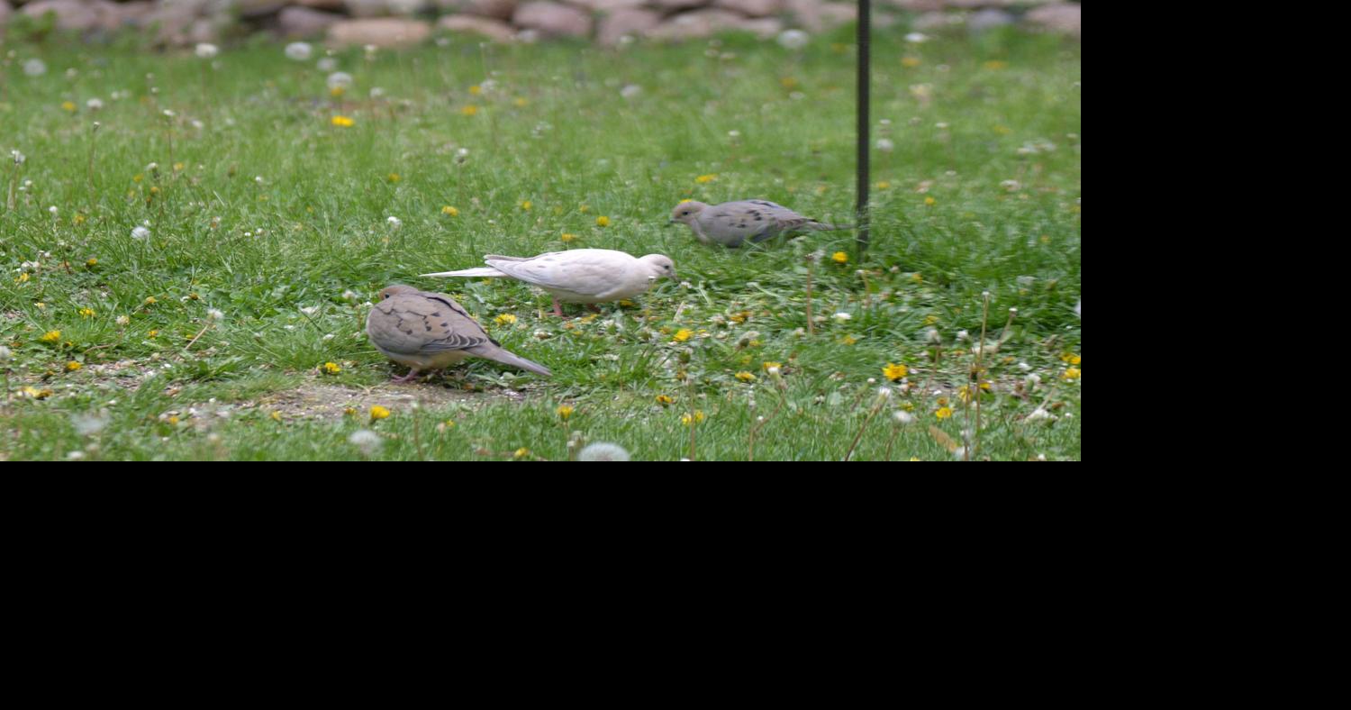 Patrick Durkin: Admitting to a soft spot where leucistic birds are ...
