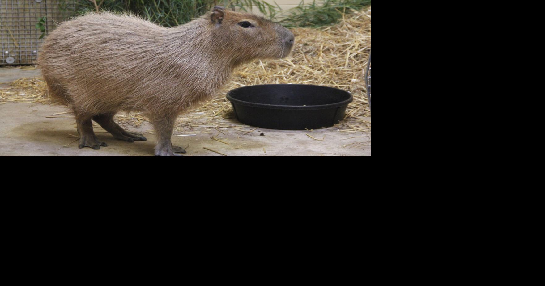 Madison, meet Peru: The Vilas Zoo has a new capybara