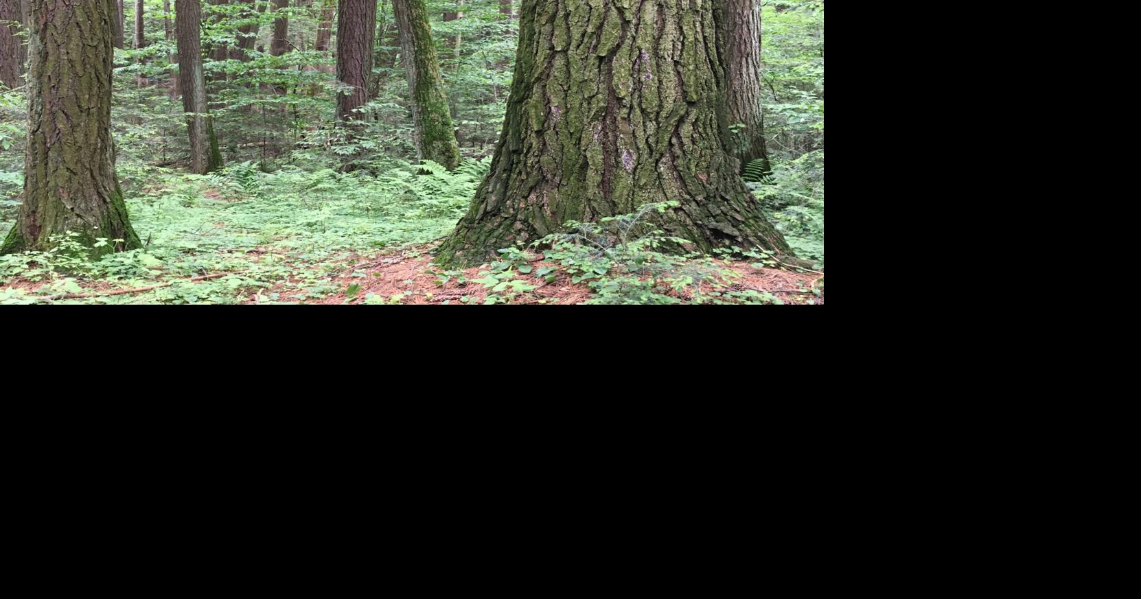 Wisconsin's forests need help to withstand climate change