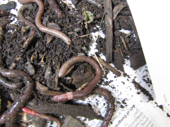 On Campus: 'Crack worms' been here for years and make great bait, says ...