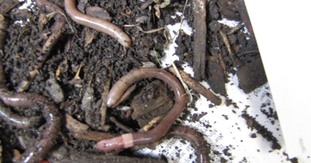 On Campus: 'Crack worms' been here for years and make great bait, says ...