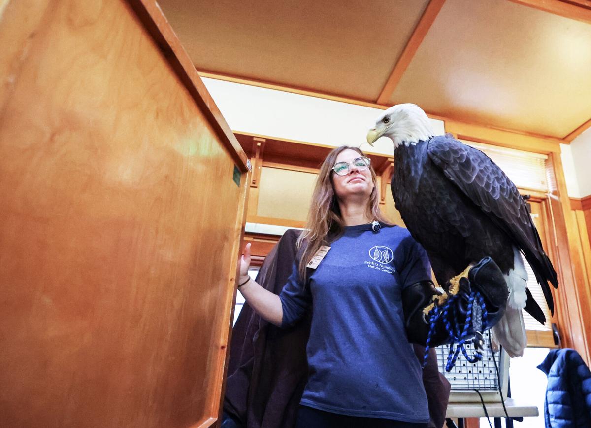 Bald Eagle Watching Days brings more than just eagles