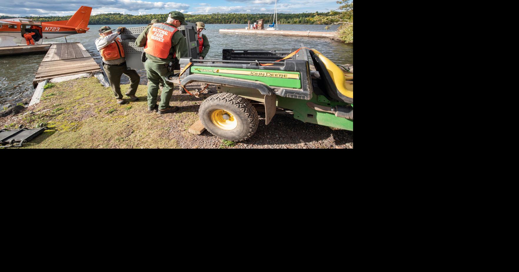 Medical issue grounds Isle Royale wolf-moose survey