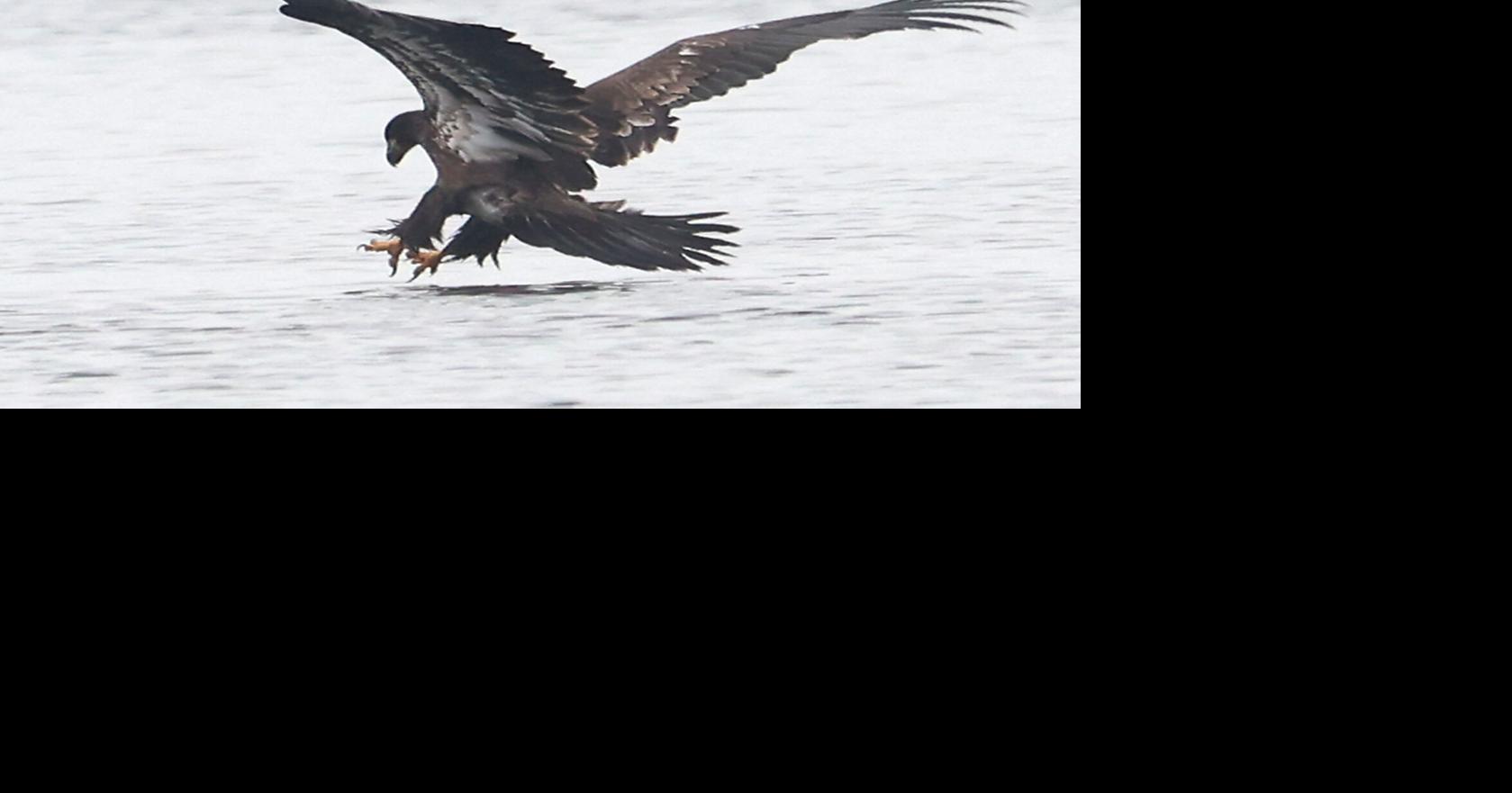 18 great ideas for your Madison-area weekend