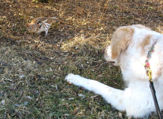 Jerry Davis: Ruffed grouse causes stir in Iowa County