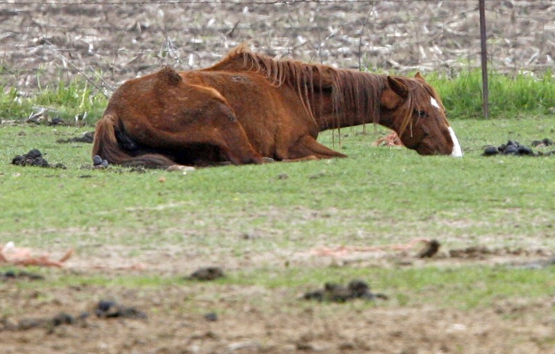 Public pressure key in forcing action on distressed horses, officials say