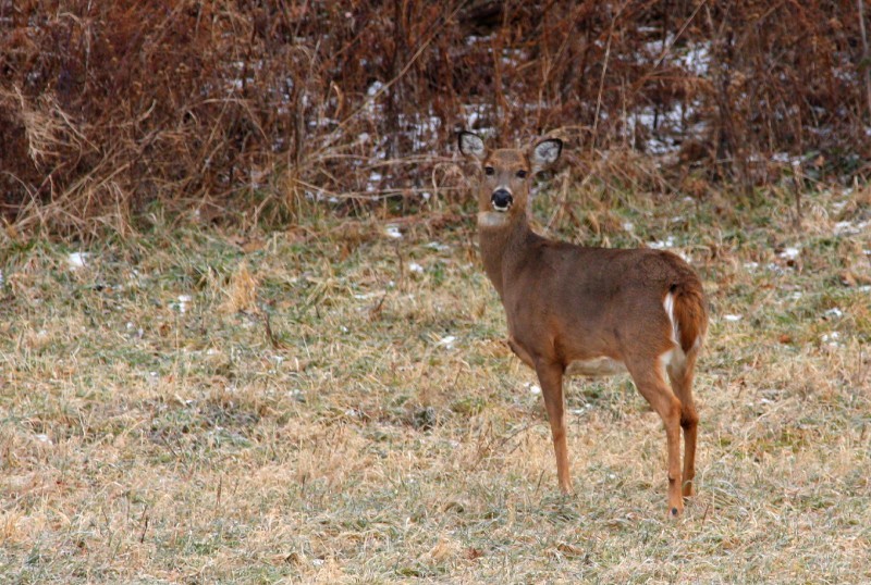 Jerry Davis: Three-legged deer gets around