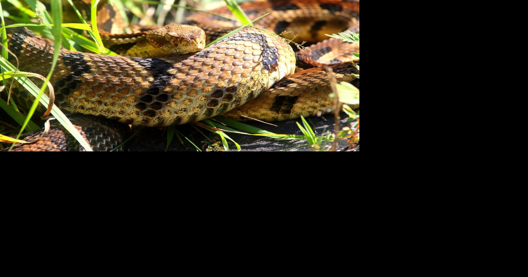 Jerry Davis: Timber rattlers just part of Wisconsin's summer landscape