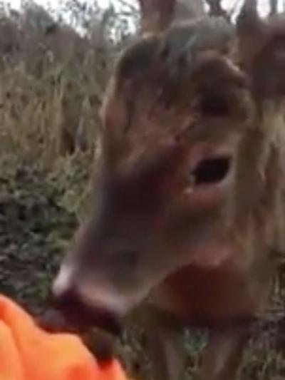 Deer hunter's video of encounter with friendly young buck goes viral