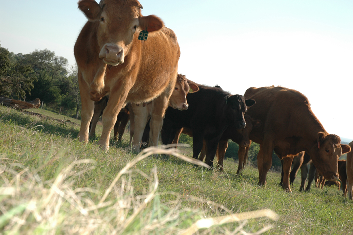 Taking veal out of the stall