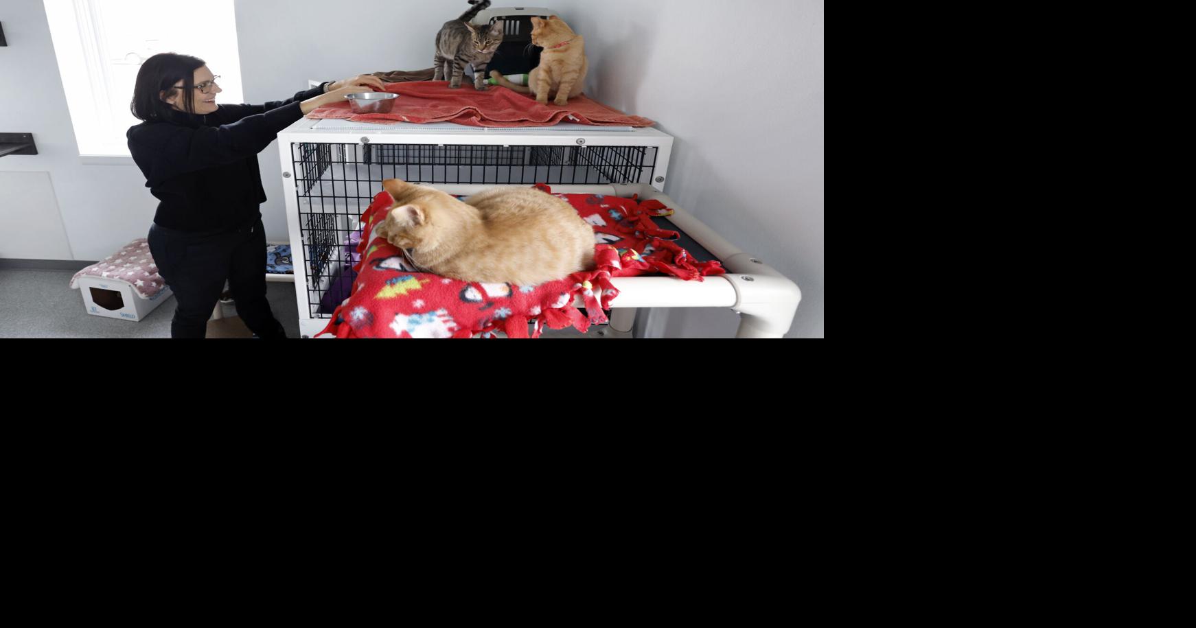 Charmaine Friar brings felines and fun to Madison