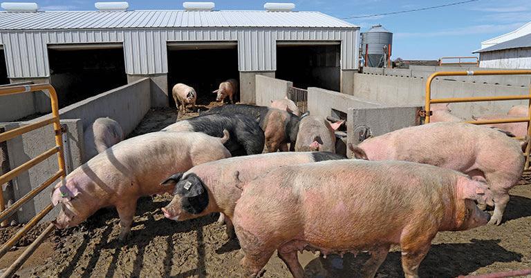 Wisconsin regulators approve large hog farm in Crawford County